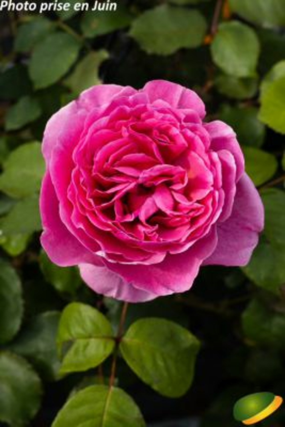 Rosier 'Line Renaud' ®meiclusif | Truffaut