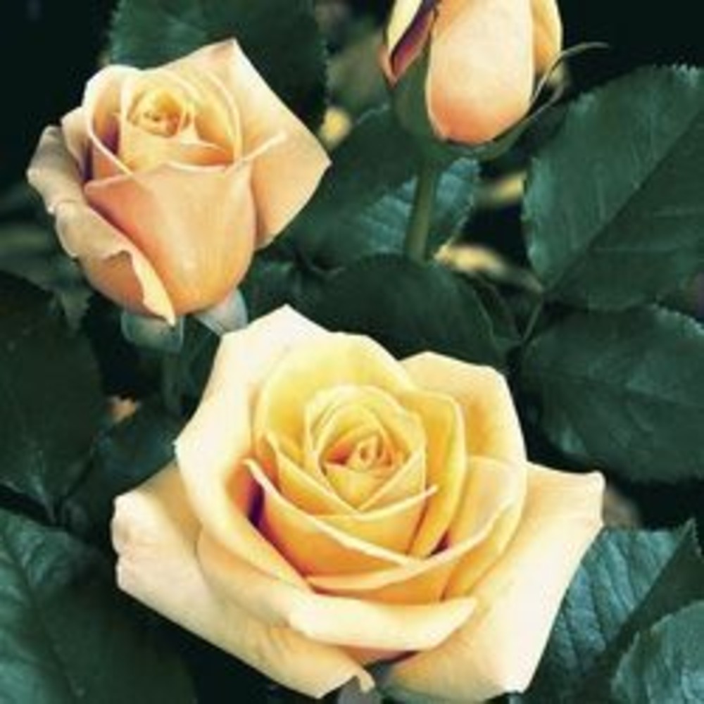 Rosier 'Paul Ricard' ®meinivoz | Truffaut