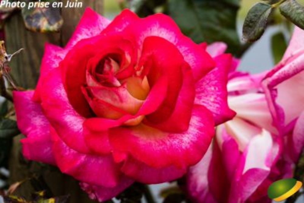 Rosier 'Pascal Sevran' ®adalyakcès | Truffaut