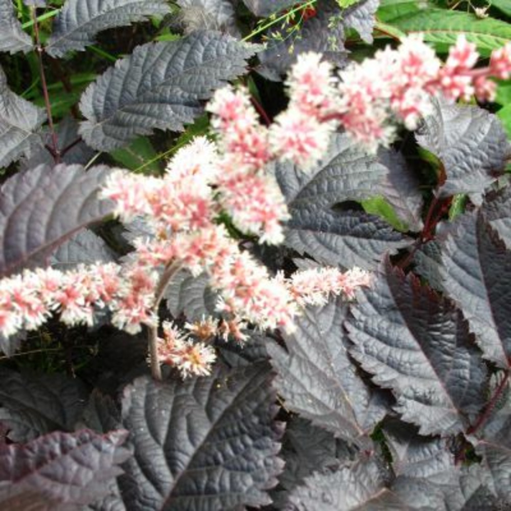 Astilbe 'Chocolate Shogun'® | Truffaut