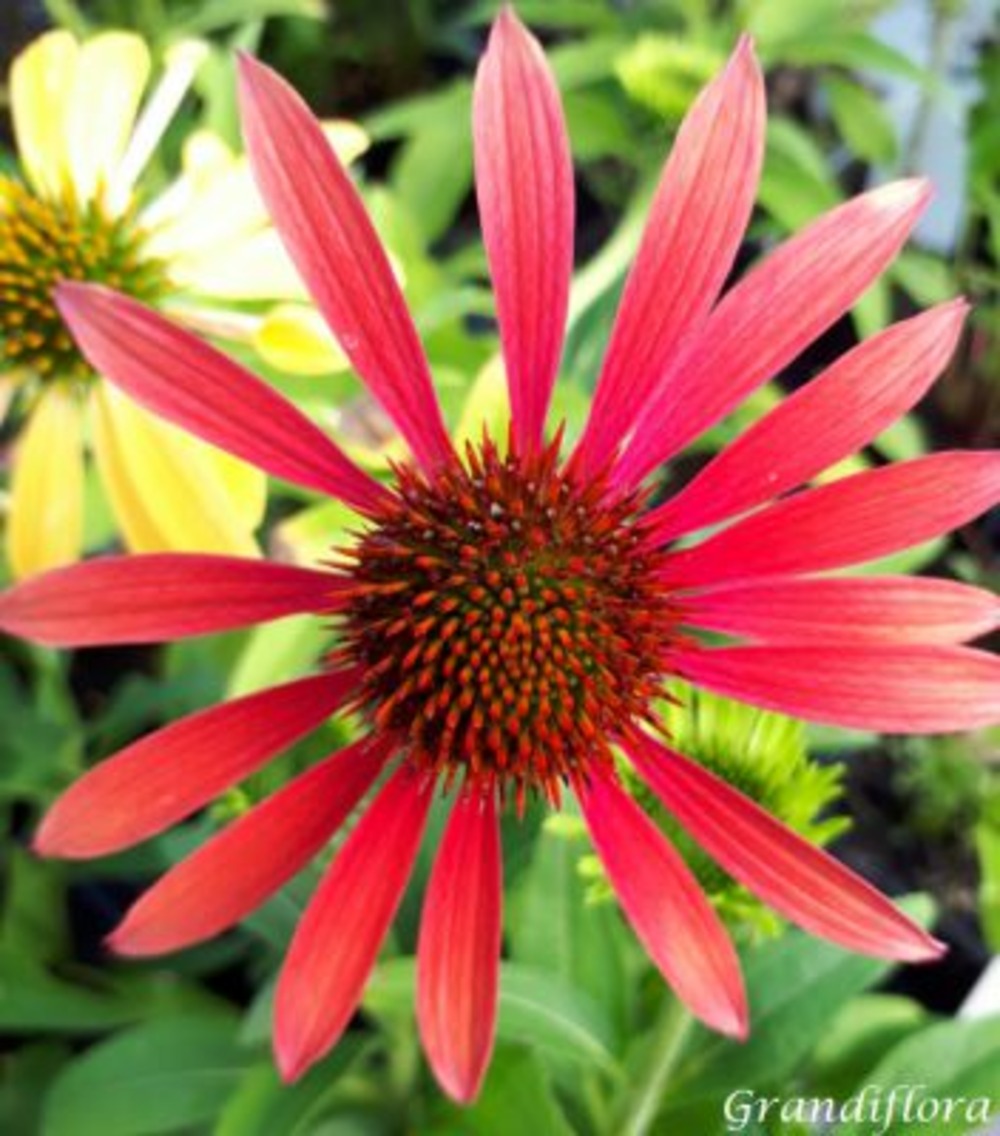Echinacea purpurea 'Cheyenne Spirit' | Truffaut