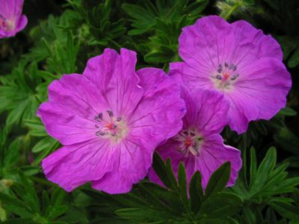 Geranium sanguineum 'Vision Violet' | Truffaut