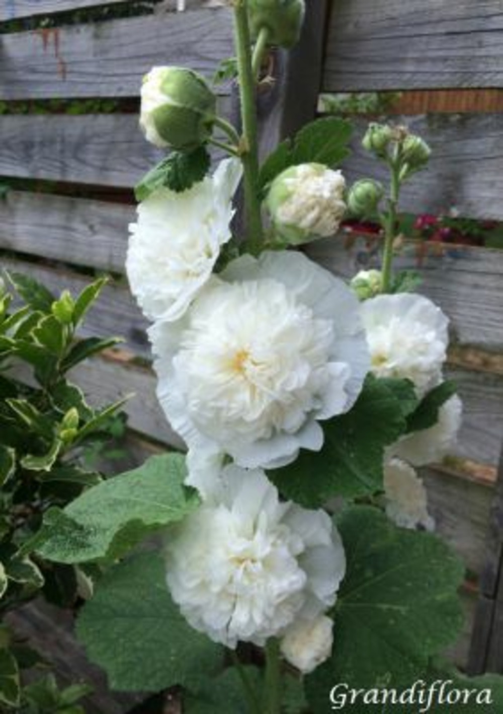 Alcea rosea 'Chater's Double White' | Truffaut