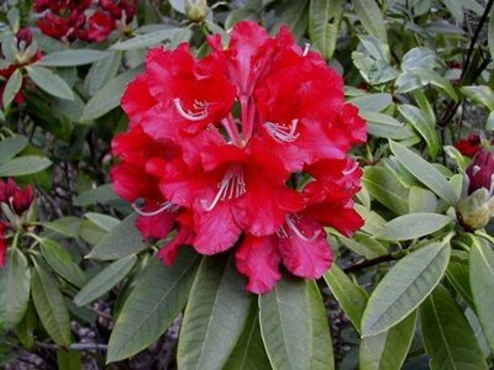 Rhododendron x 'David' ¤ | Truffaut