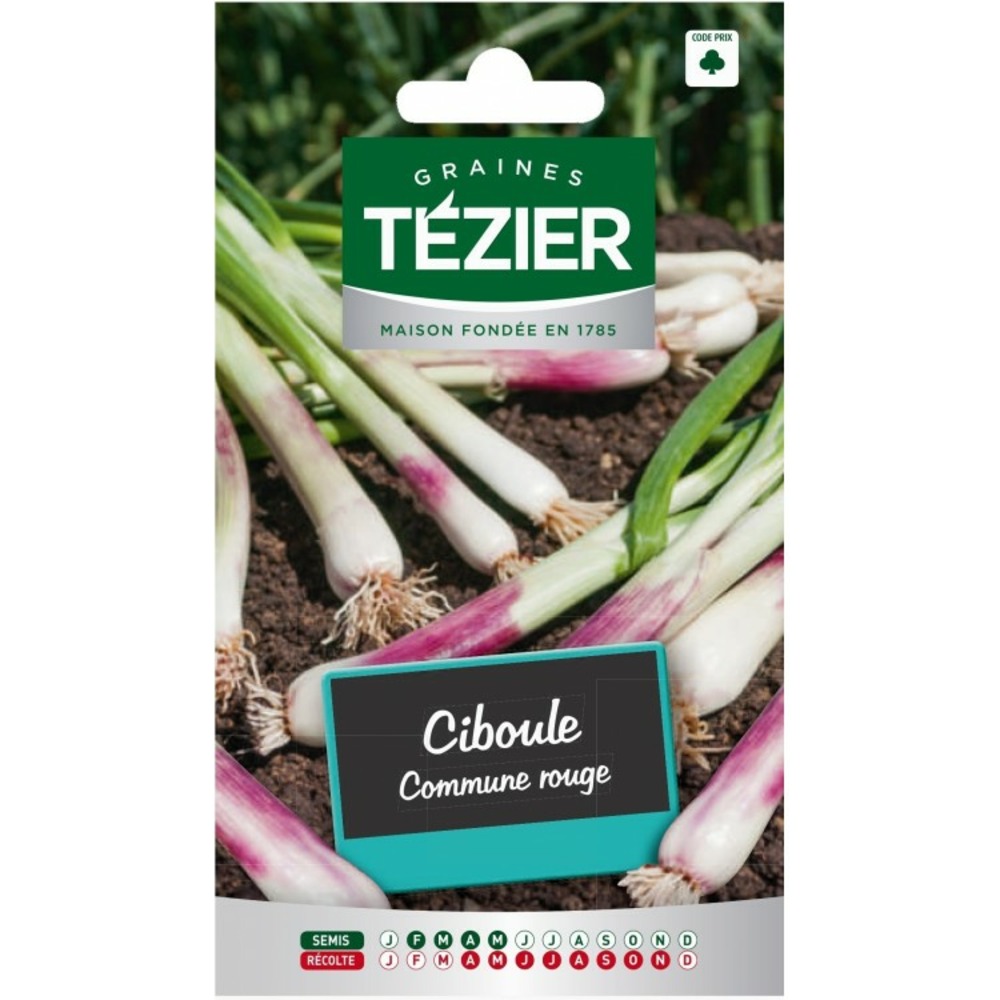 Ciboule commune rouge | Truffaut