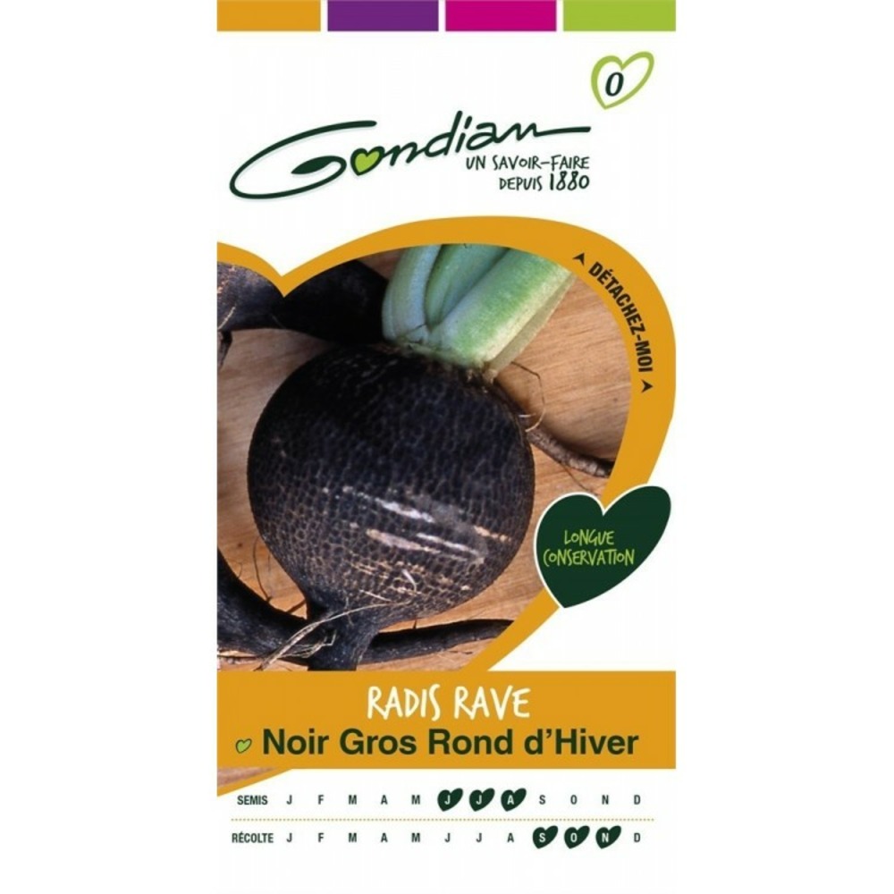Radis rave gros rond d'hiver | Truffaut