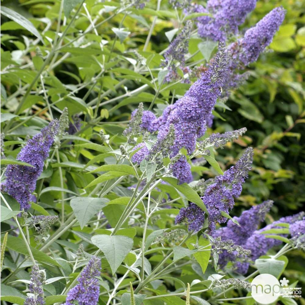 Buddleia lindleyana 'lochinch' : ctr 4 litres | Truffaut