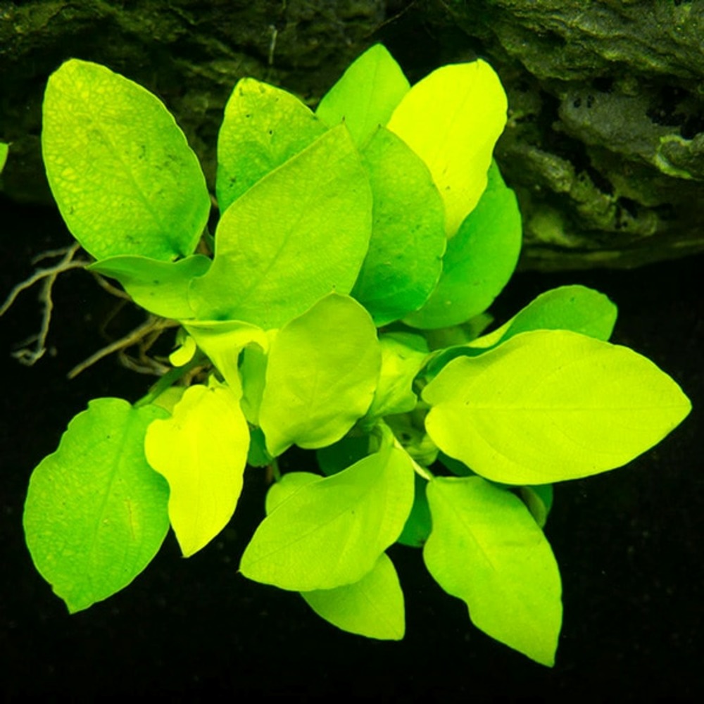 Anubias sp. Gold | Truffaut