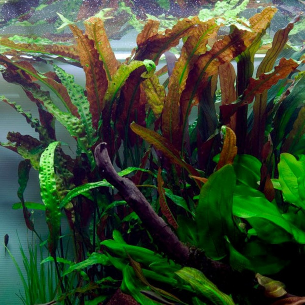 Cryptocoryne usteriana | Truffaut