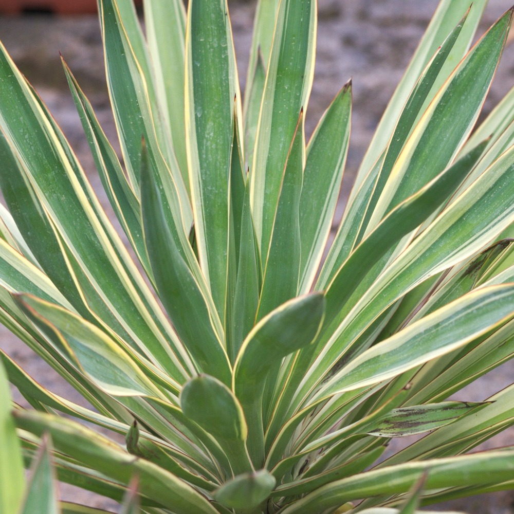 Yucca superbe gloriosa - pot de 8l - touffe | Truffaut