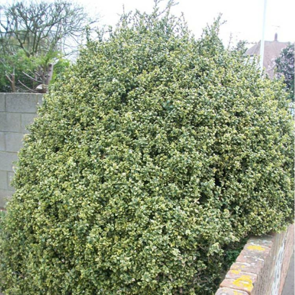 Buis sempervirens elegans - godet - 5/20 cm | Truffaut