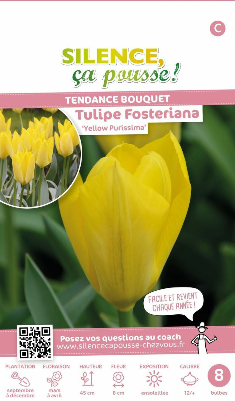 Tulipe fosteriana yellow purissima 12/+ x8 bulbes | Truffaut
