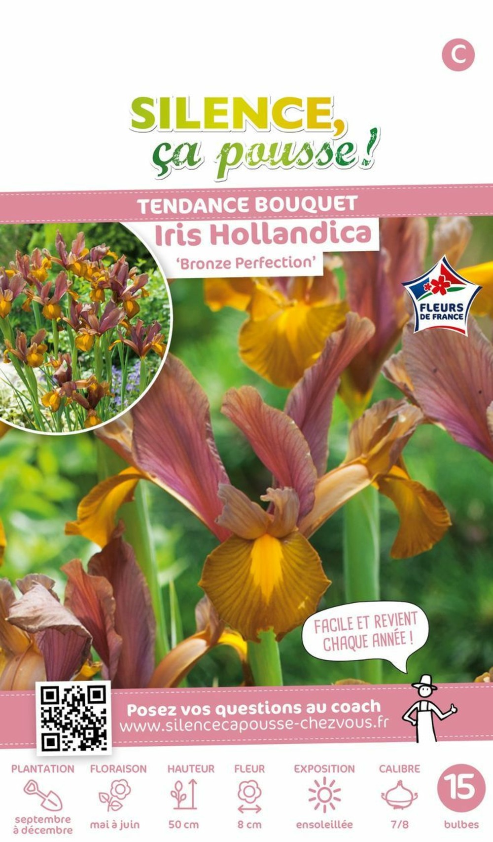 Iris hollandica bronze perfection fleurs de france 7/8 x15 bulbes ...