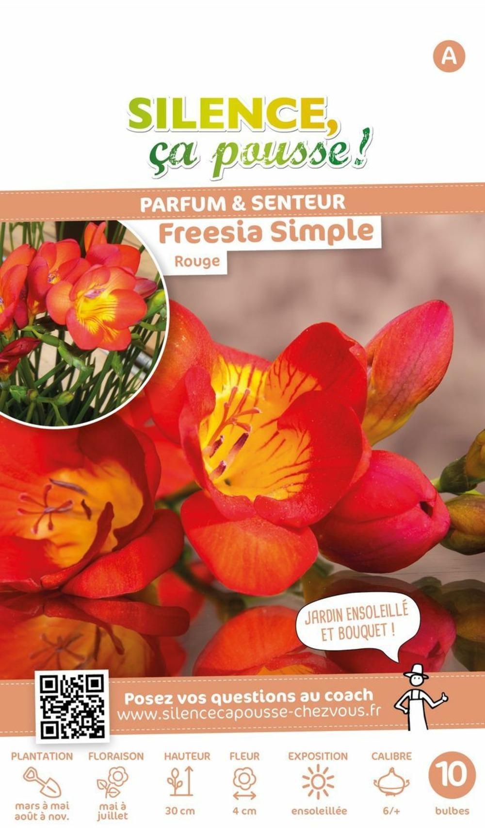 Freesia simple rouge 6/+ x10 bulbes | Truffaut