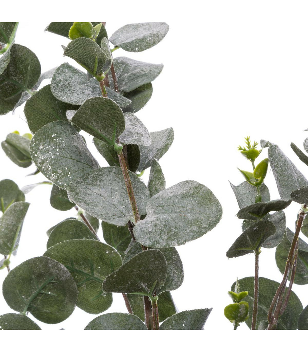 Branche Eucalyptus Jardilandnull