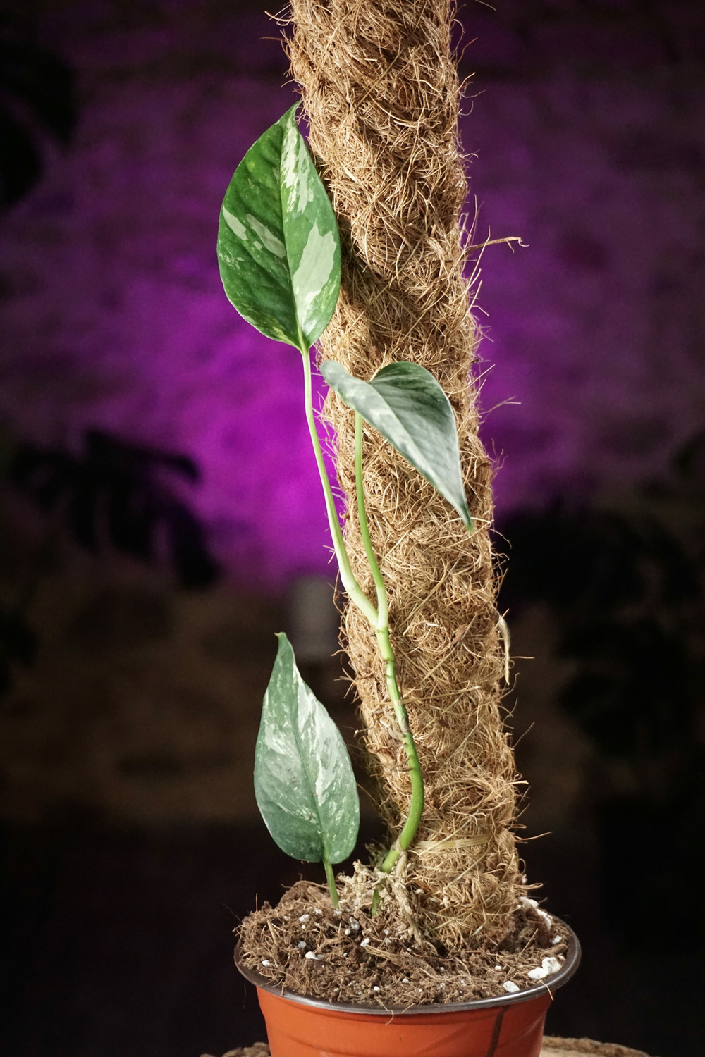 Epipremnum pinnatum albo variegata | Truffaut