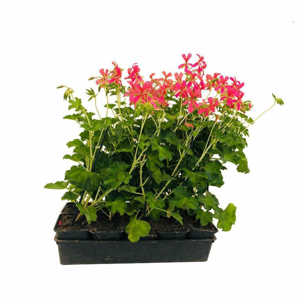 Géranium lierre à fleurs simples : b10 plants - coloris variables ...