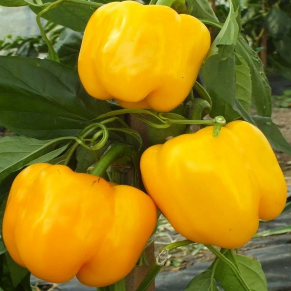 Plant poivron jaune quadrato d'asti giallo carré bio | Truffaut