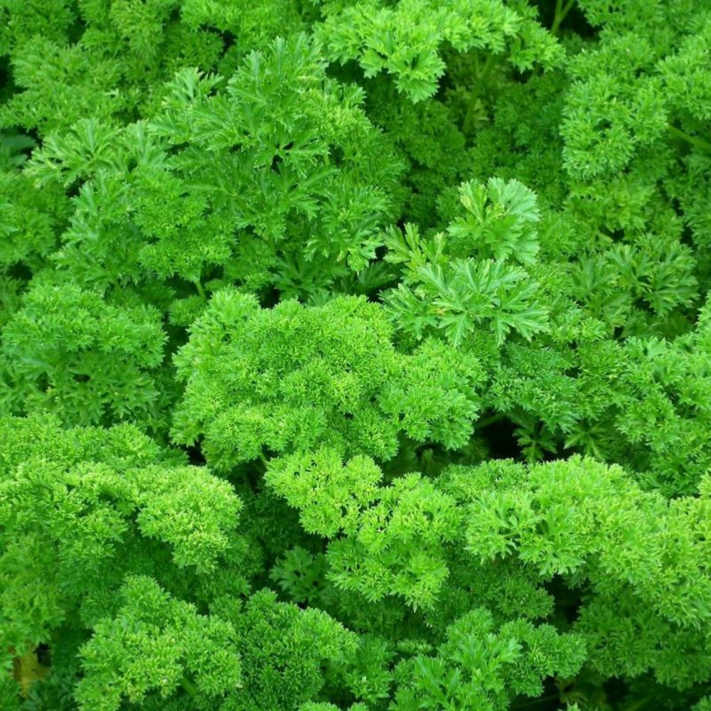 Plant persil frisé bio | Truffaut