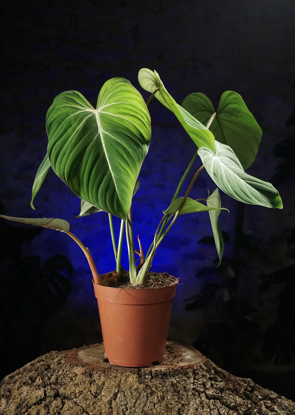 Philodendron gloriosum | Truffaut