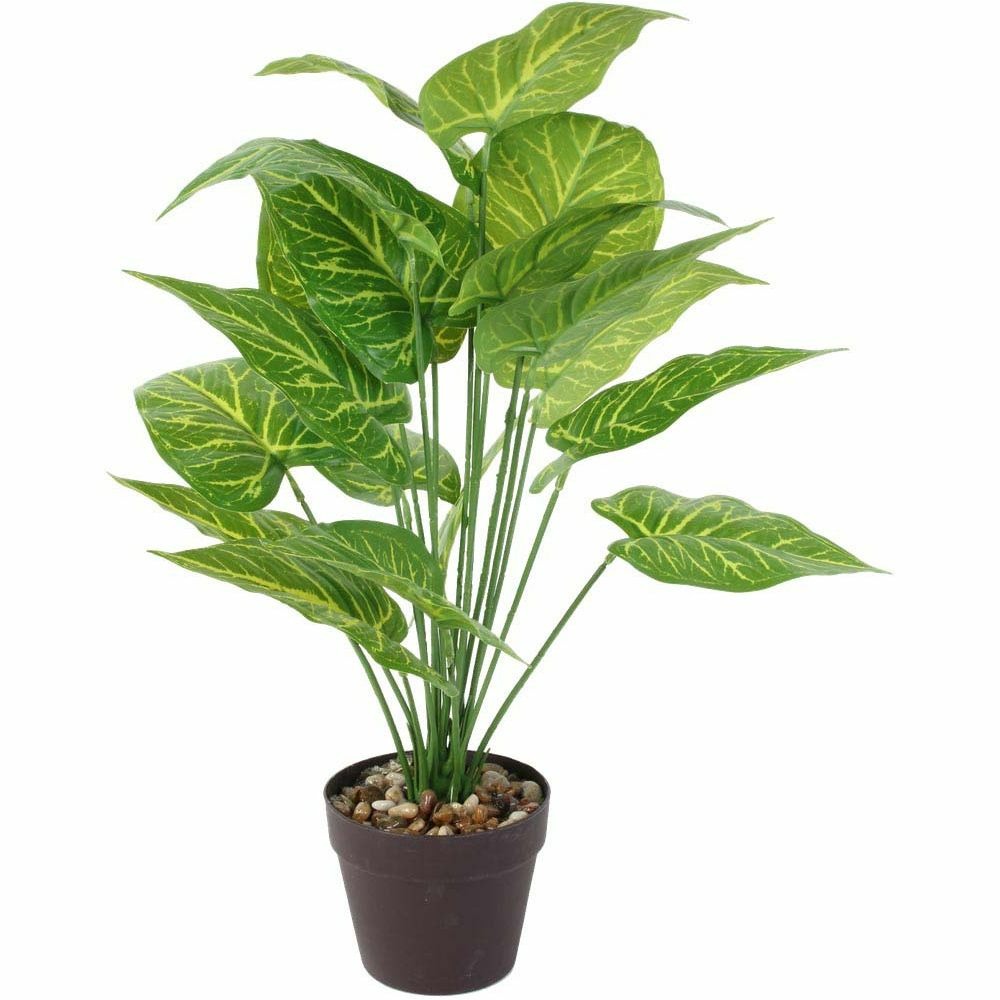 Truffaut Plante Verte