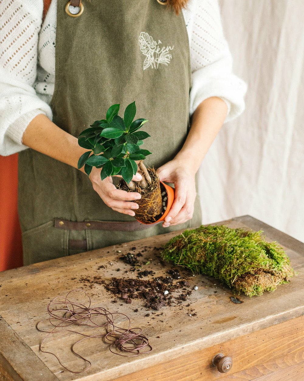 Kit kokedama - ficus | Truffaut