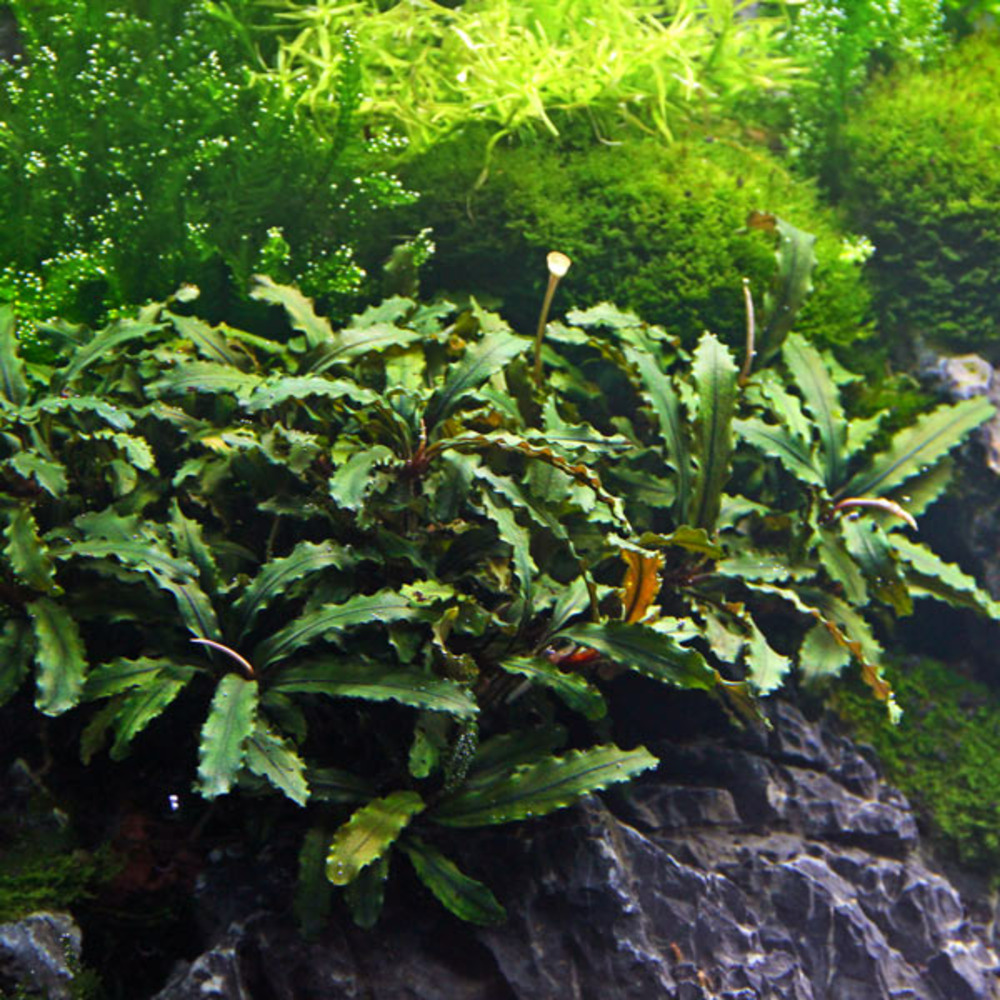 Bucephalandra pygmaea bukit kelam | Truffaut