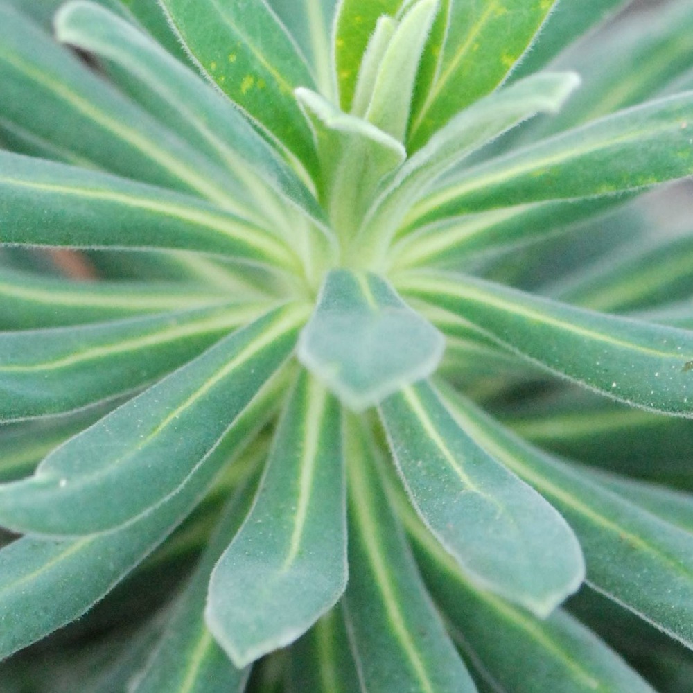 Euphorbe 'portugese velvet' - pot de 3 litres | Truffaut