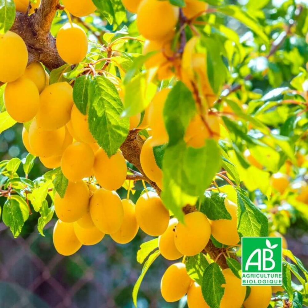 Prunier 'sainte-catherine' bio - scion de 150cm | Truffaut