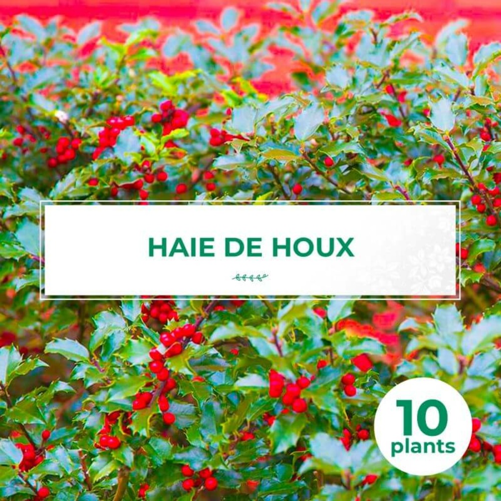 10 houx (ilex aquifolium) - haie de houx - 10 jeunes plants : taille 13 ...