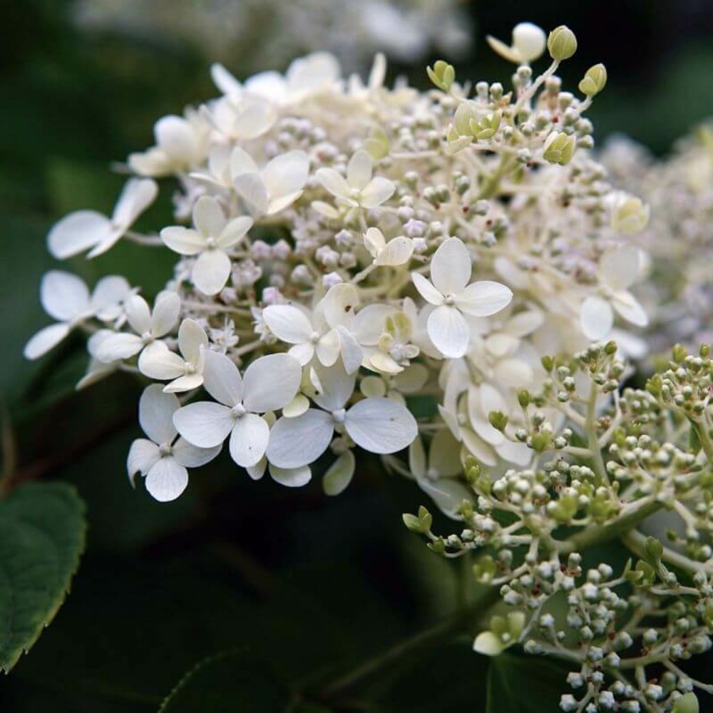 Hortensia grimpant 'petiolaris' (hydrangea) - godet - taille 15/30cm ...