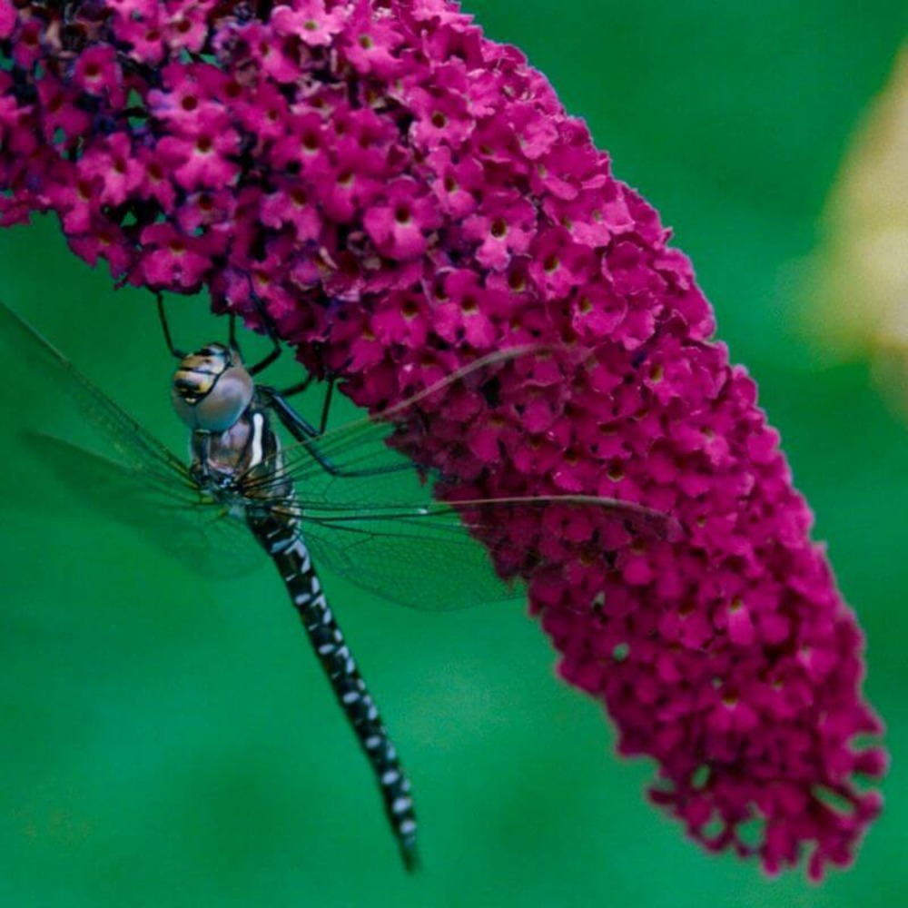 Arbre à papillons 'royal red' (buddleia davidii) - godet 9cm | Truffaut