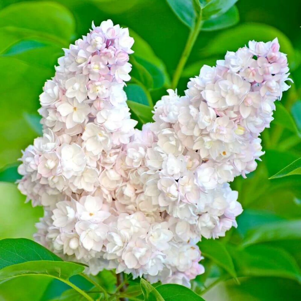 Lilas commun 'beauty of moscow' (syringa vulgaris) - godet - taille 13 ...