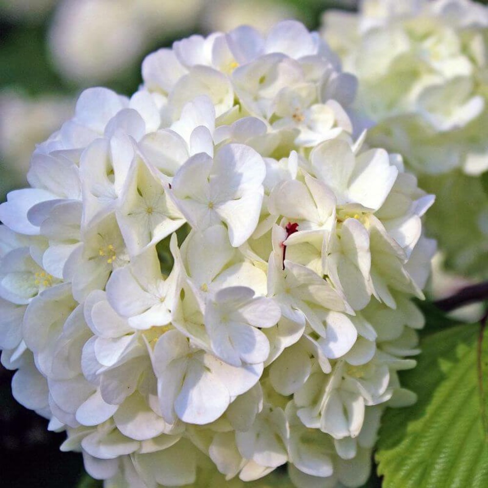 Hortensia paniculé 'phantom' (hydrangea paniculata 'phantom') - godet ...