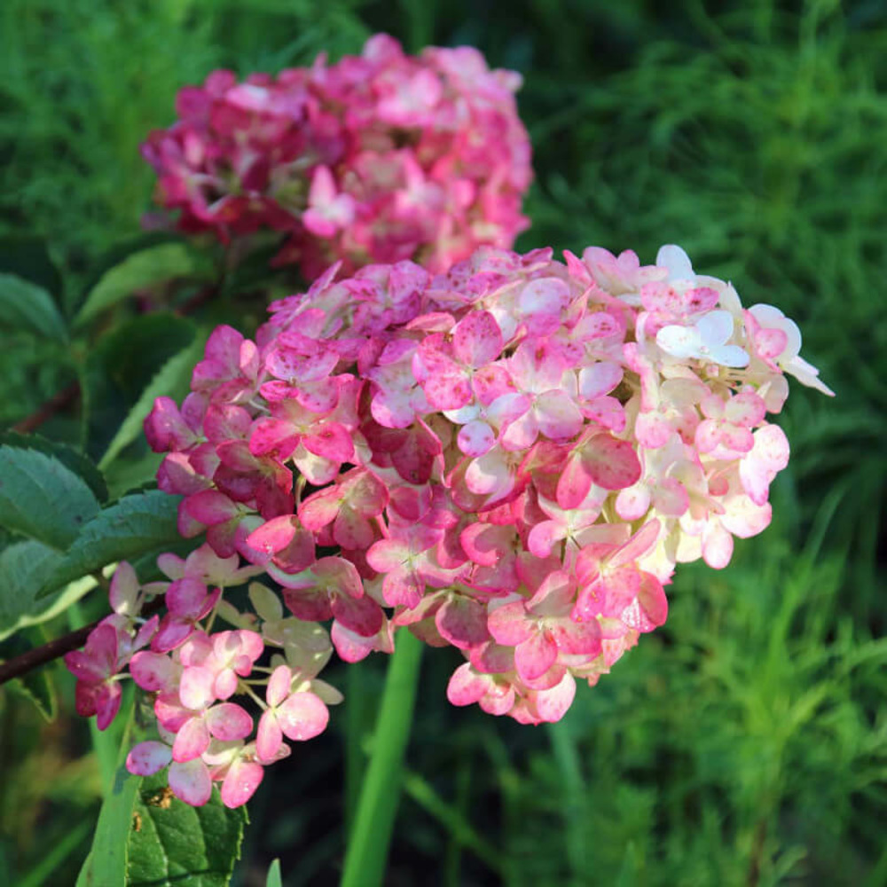 Hortensia paniculé fraise melba® 'renba' (hydrangea paniculata) - godet ...