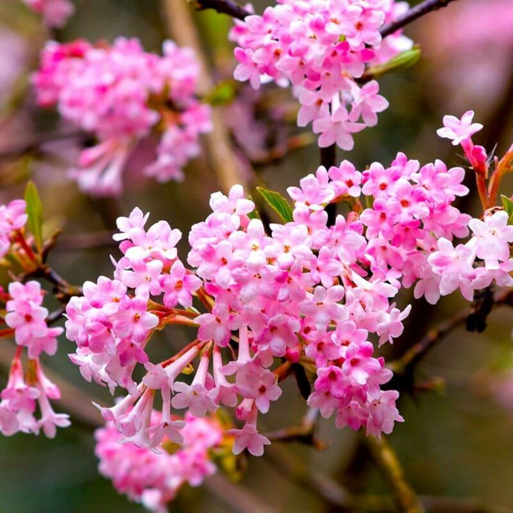 Viorne d'hiver 'dawn' (viburnum bodantense 'dawn') - godet - taille 13 ...