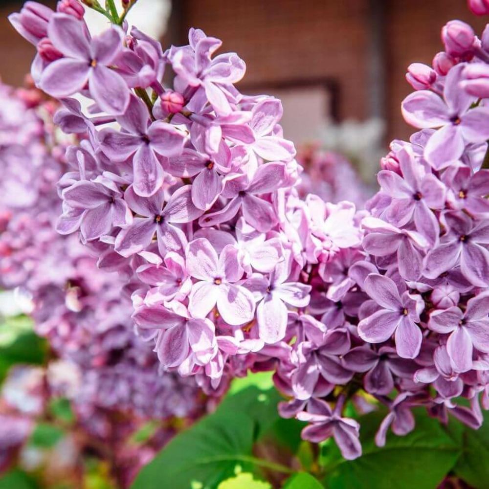 Lilas commun 'amethyst' (syringa vulgaris) - godet - taille 13/25cm ...