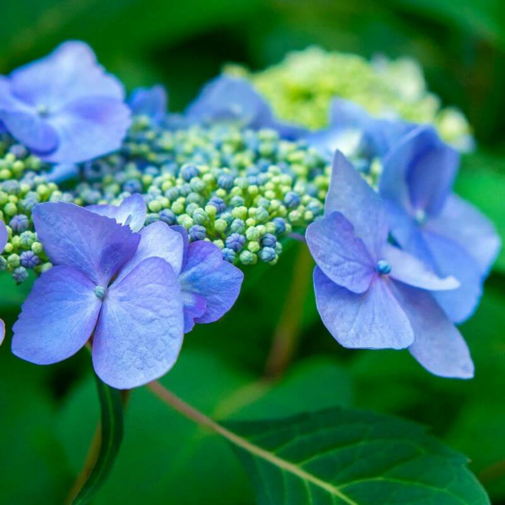 Hortensia à bonnet de dentelle 'blue bird' (hydrangea serrata) - godet ...