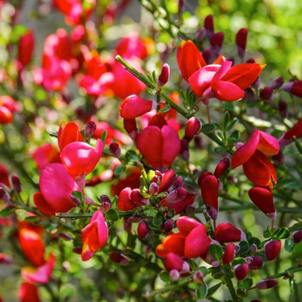 Genêt à balais 'boskoop ruby' (cytisus 'boskoop ruby') - godet - taille ...