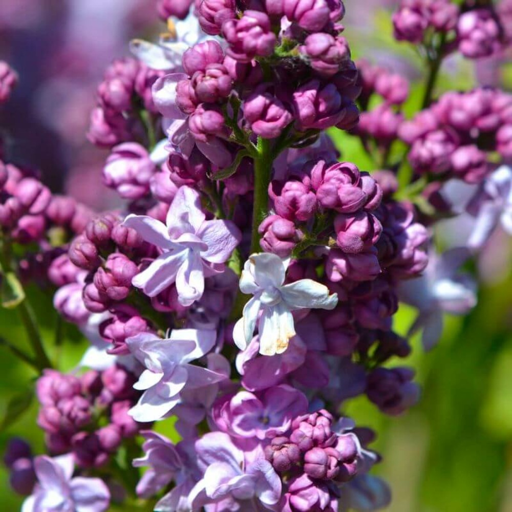 Lilas commun 'katherine havemeyer' (syringa vulgaris) - godet - taille ...