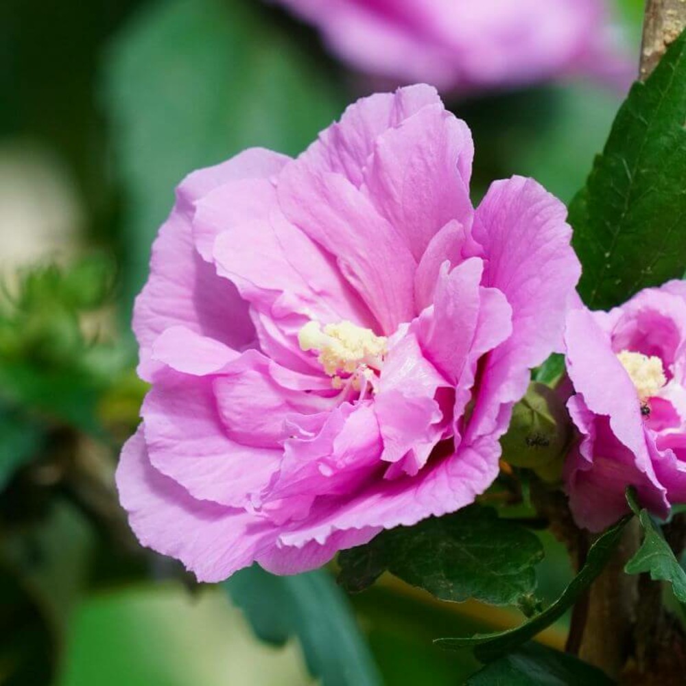 Althéa 'ardens' (hibiscus syriacus 'ardens') - godet - taille 10/15cm | Truffaut