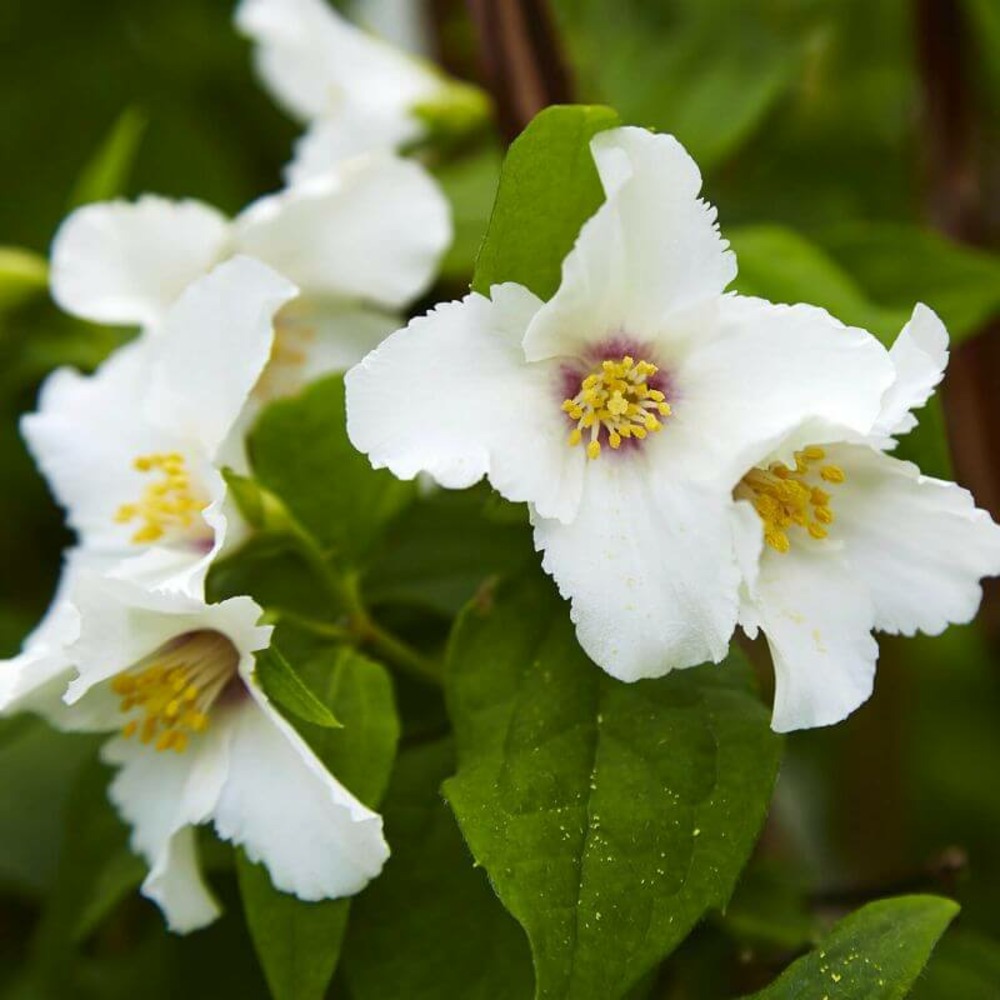 Seringat des jardins 'belle etoile' (philadelphus) - godet - taille ...