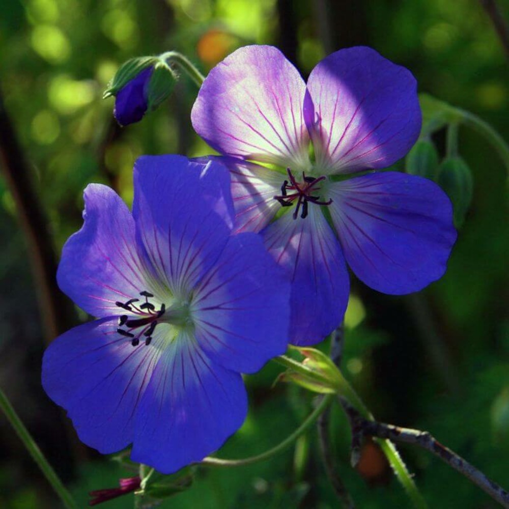 2 géraniums 'johnson's blue' (geranium) - vendu par 2 - lot de 2 godets ...