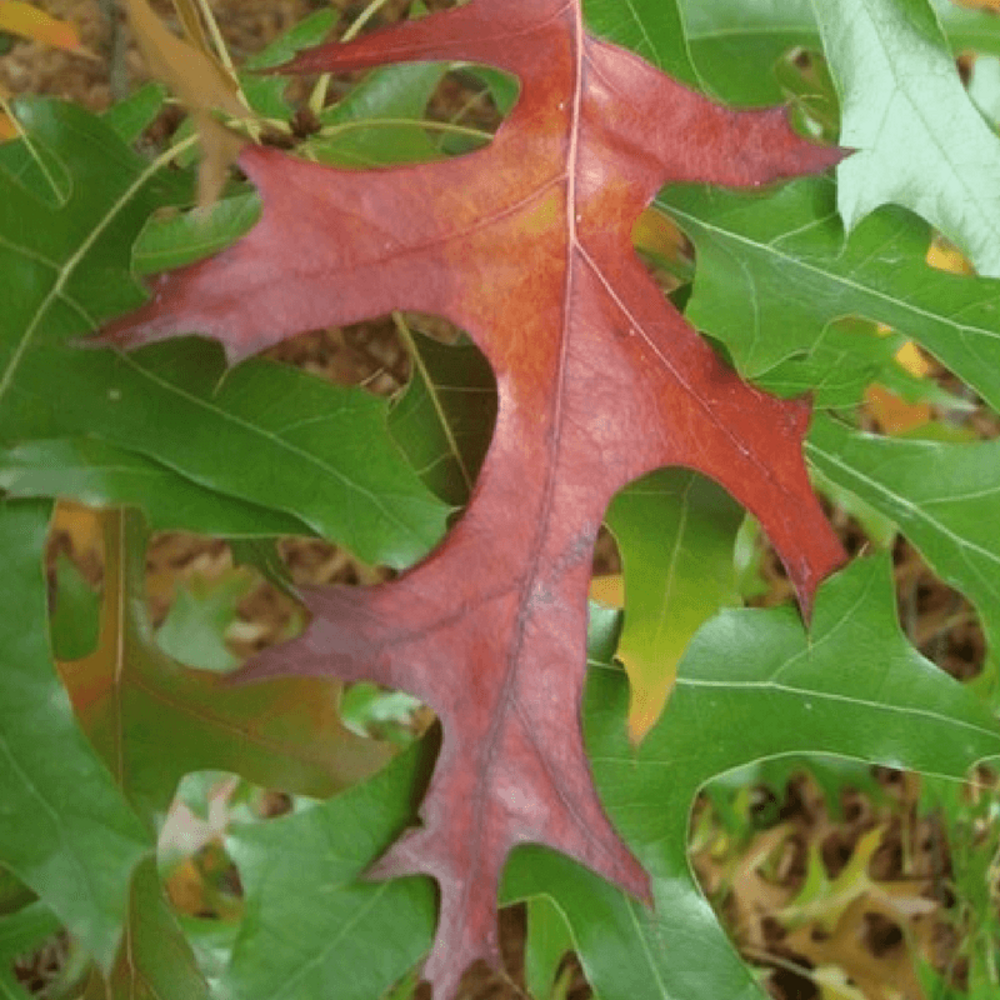 Chêne écarlate (quercus coccinea) - racines nues - taille 30/50cm ...