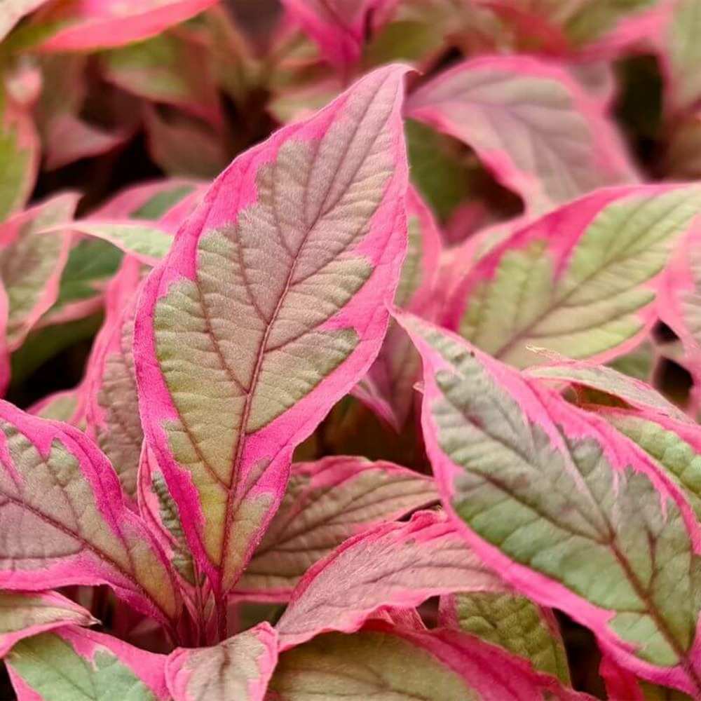 Cornouiller blanc ' miracle verpaalen' (cornus alba 'miracle verpaalen ...