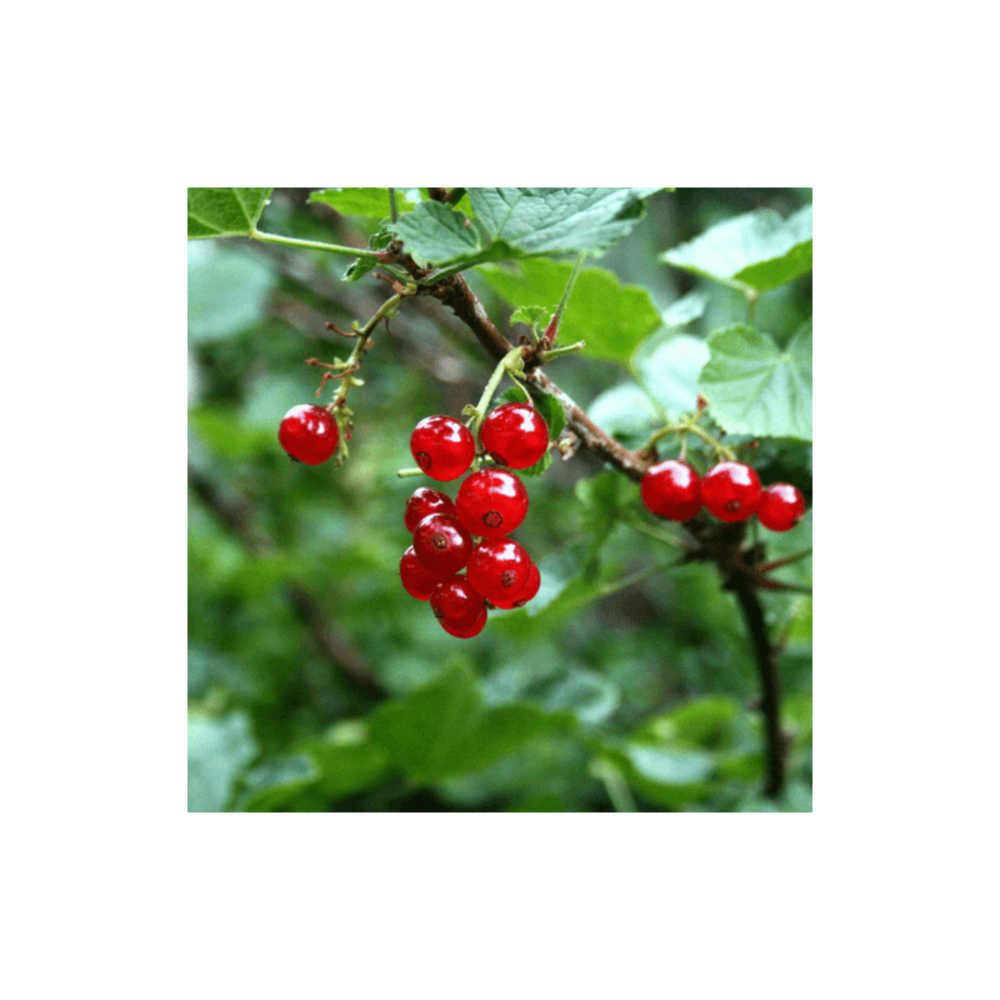 Groseillier à grappes 'jonkheer van tets' - godet 9cm - taille 20/40cm ...