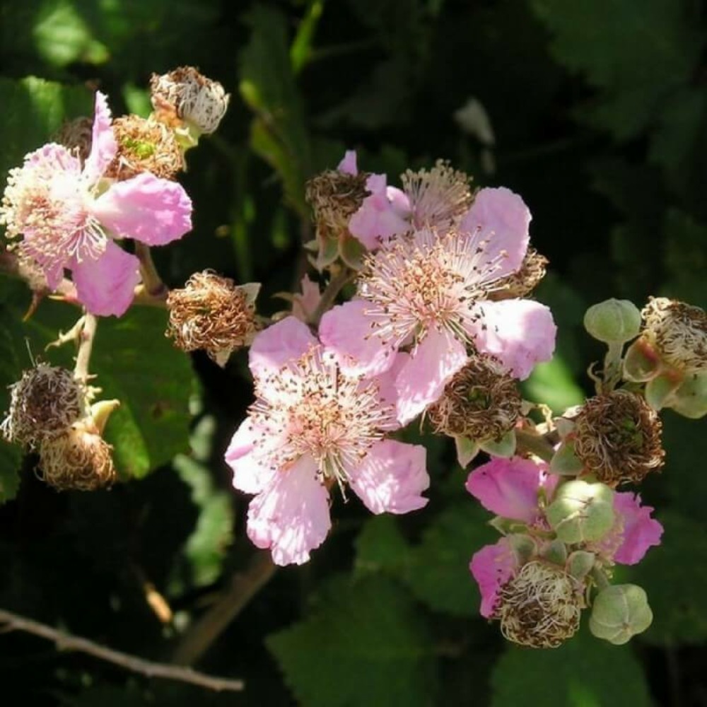 Ronce commune sans épines (rubus fruticosus inermis) - godet - taille ...