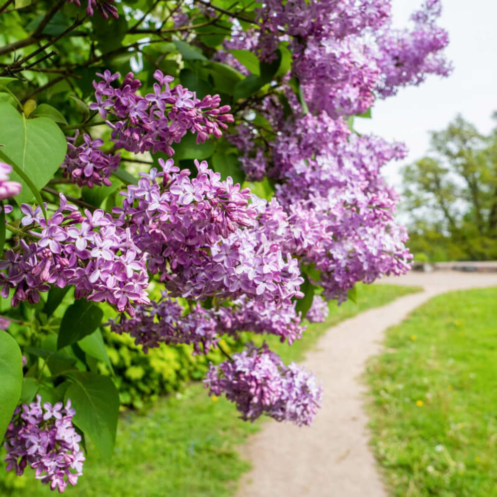 Lilas commun 'belle de nancy' (syringa vulgaris) - godet - taille 13 ...