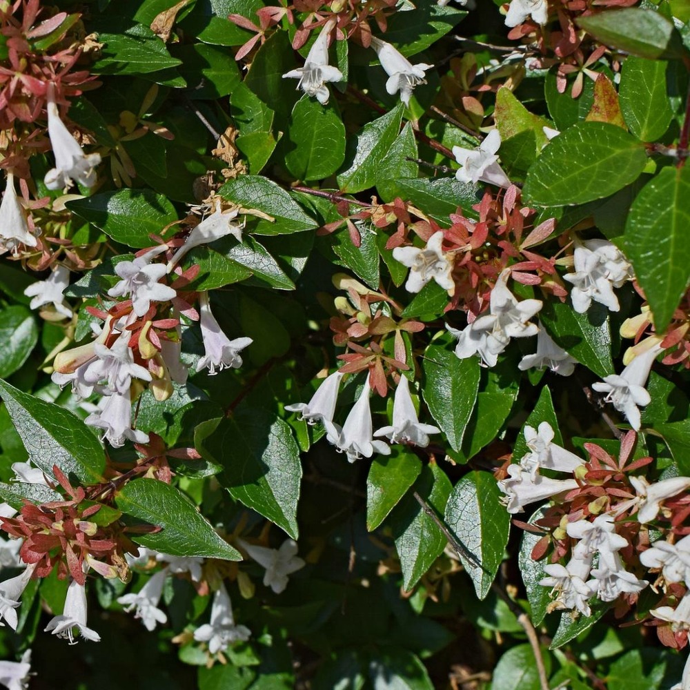 Abélie à grandes fleurs prostrata/abelia grandiflora prostrata[-]pot de ...