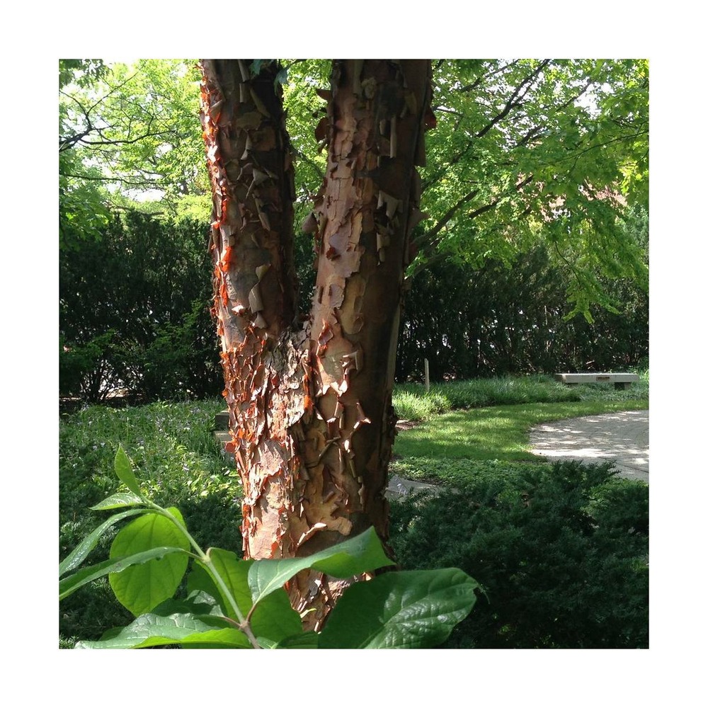 Érable à écorce de papier/acer griseum[-]pot de 12l - 175/200 cm | Truffaut